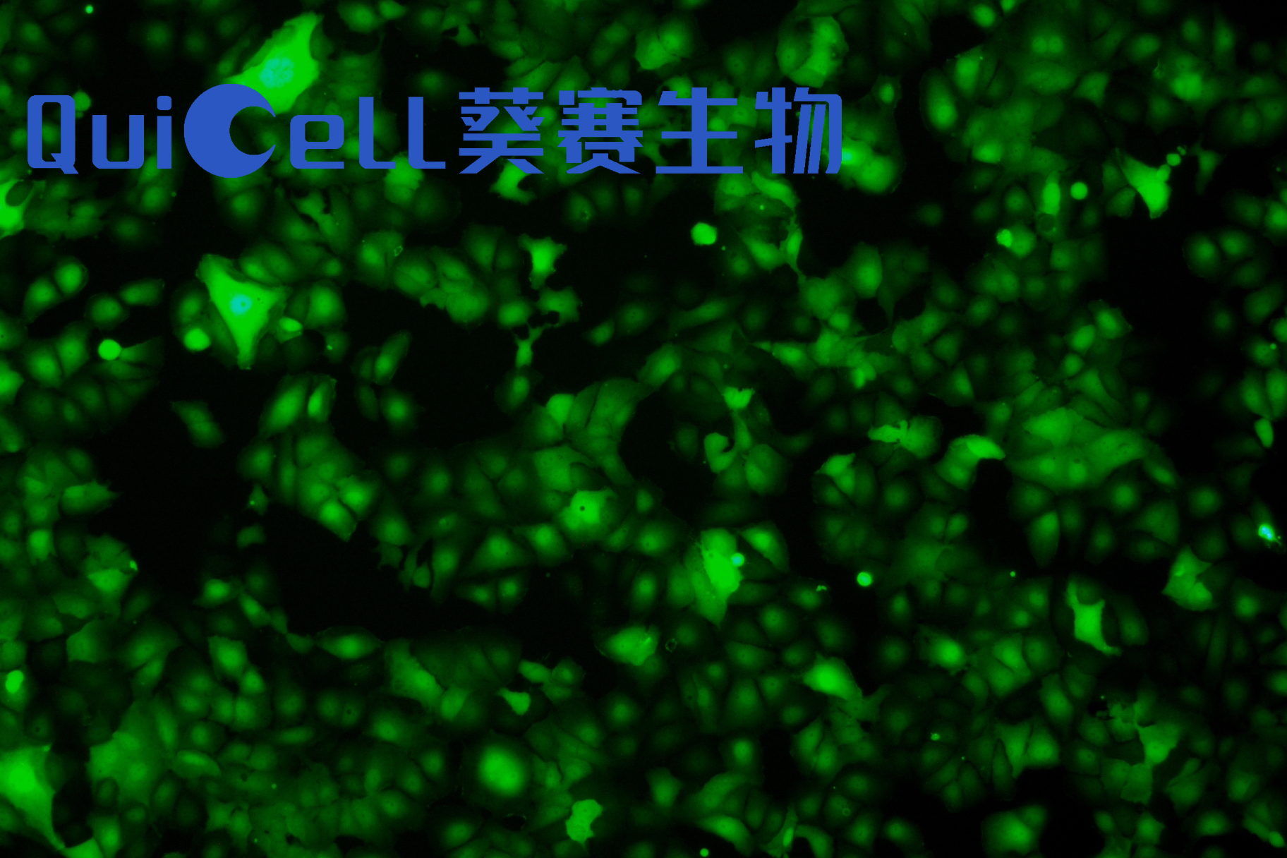 huh-7-eGFP-LUC 人肝癌细胞-绿色荧光蛋白-荧光素酶标记（STR鉴定准确）-上海葵赛生物科技有限公司Shanghai QuiCell Biotechnology Co., Ltd.